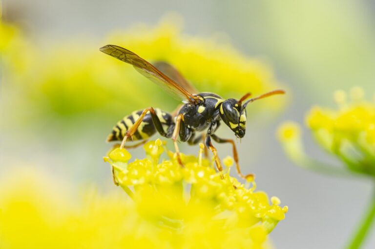 Venom Allergy Immunotherapy: Who Needs It and How It Works | Ear, Nose ...